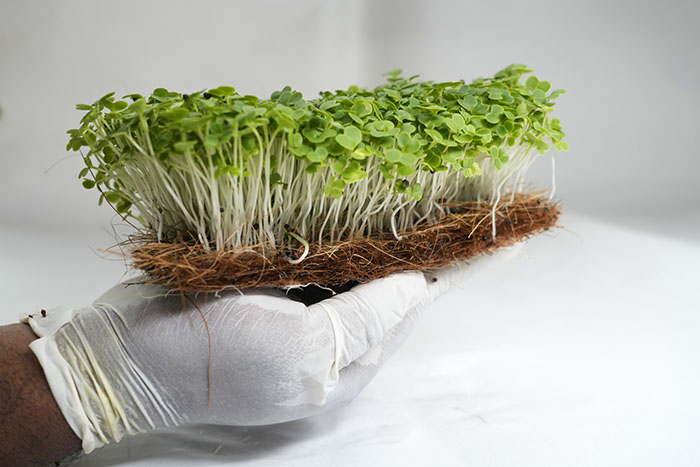 the microgreen guy